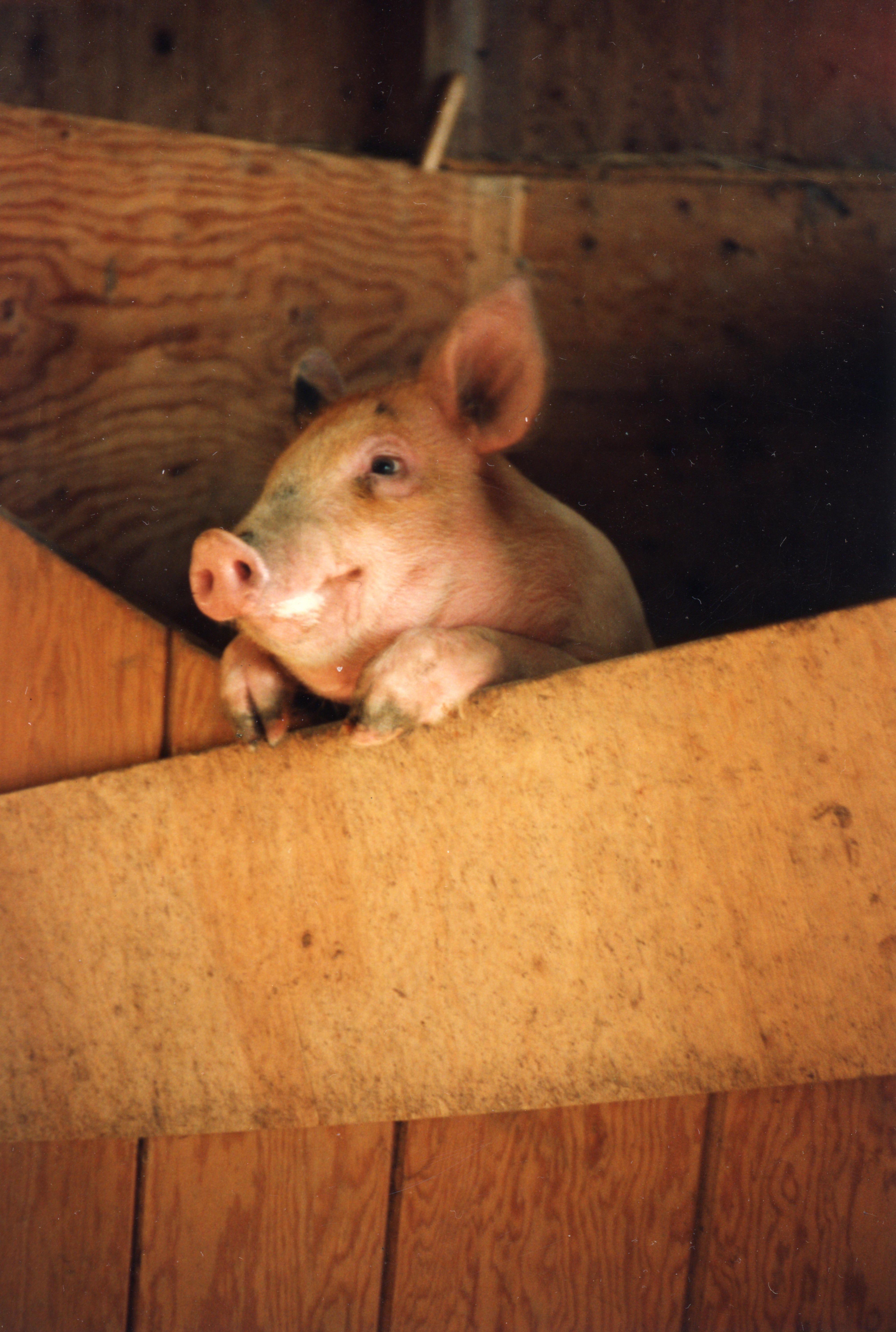 Ruby the pig – Little Compton Historical Society